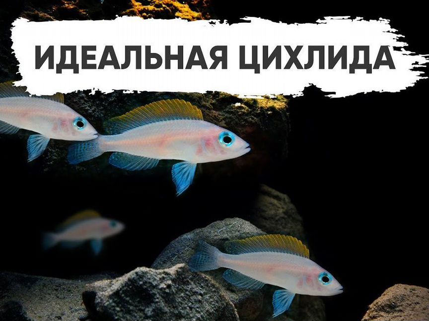 Цихлида оз.танганьика Лампрологус каудопункатус