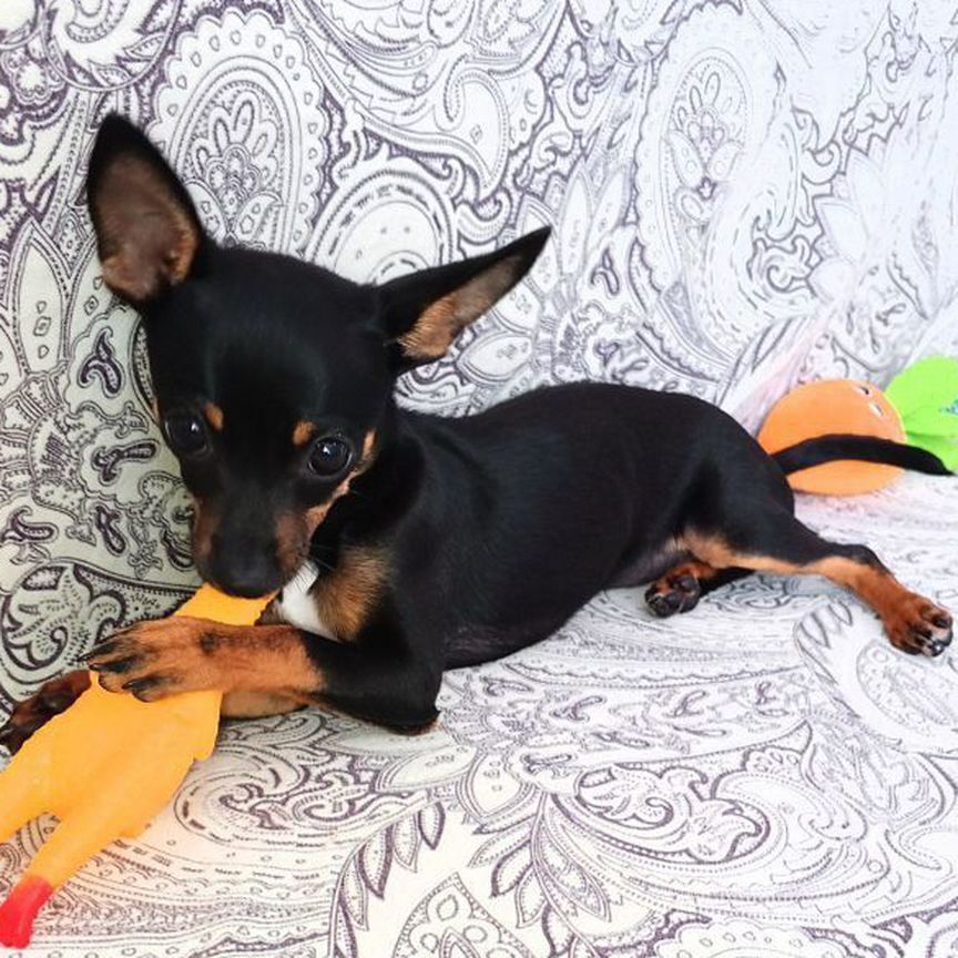 Клевая мини тойка