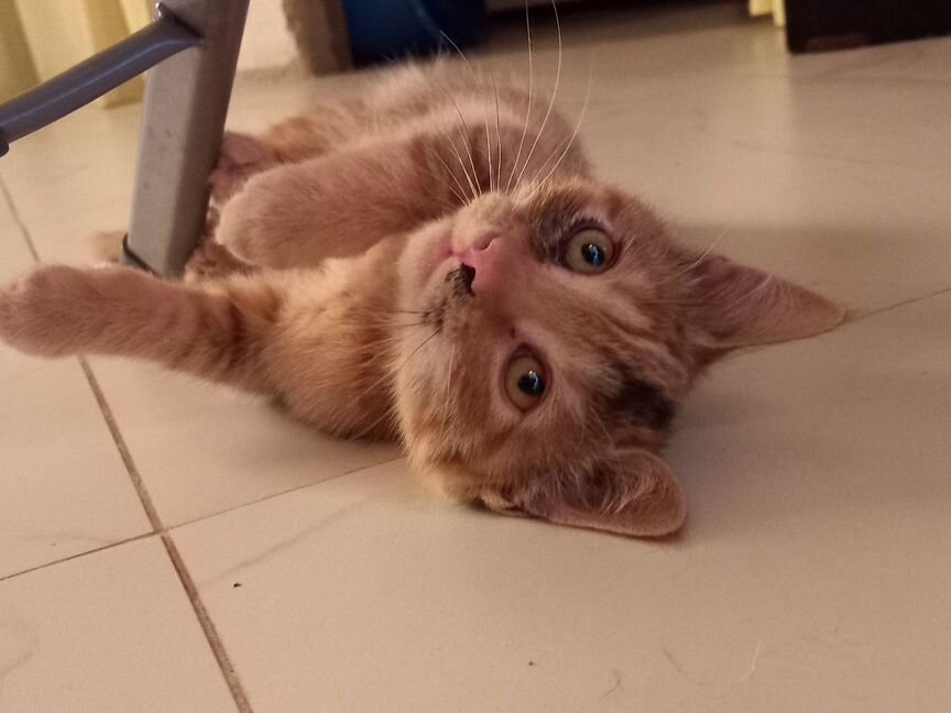 Котёнок в добрые руки