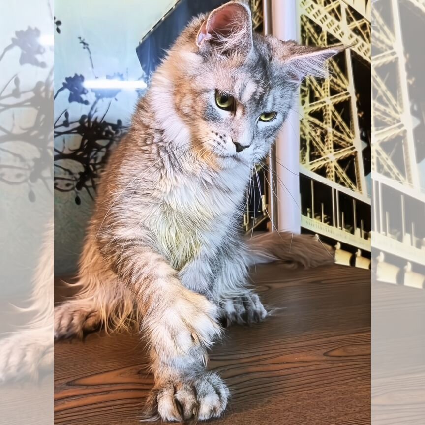 Мейн-кун котёнок