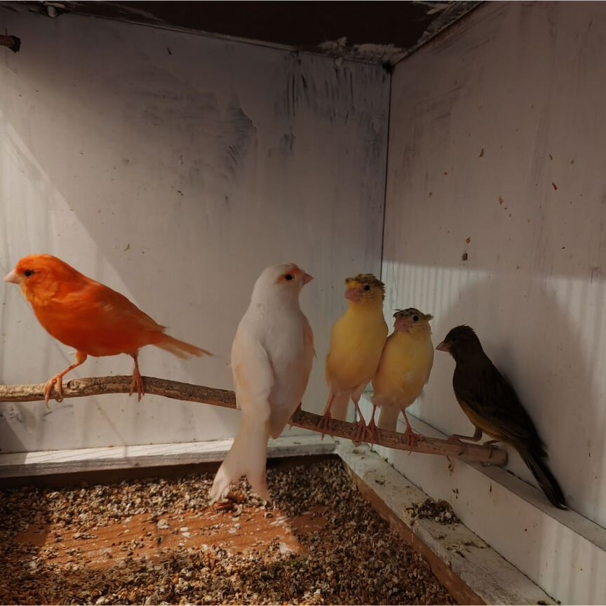 Кенара и канарейки