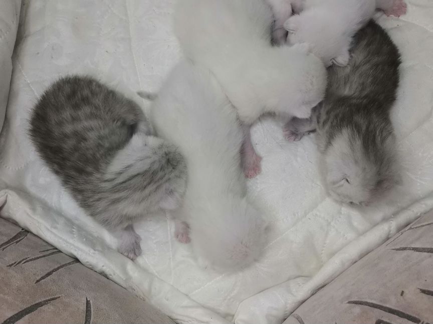 Чистокровные британские котята