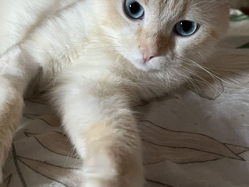 Кот в добрые руки