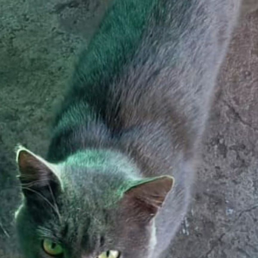 Котики бесплатно в добрые руки