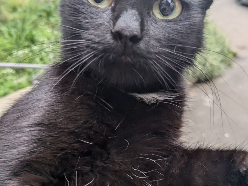 Волшебная черная кошка