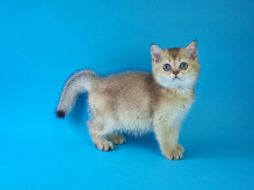 Котик- шотландец Альтаир