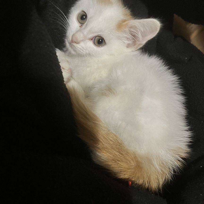 Котенок