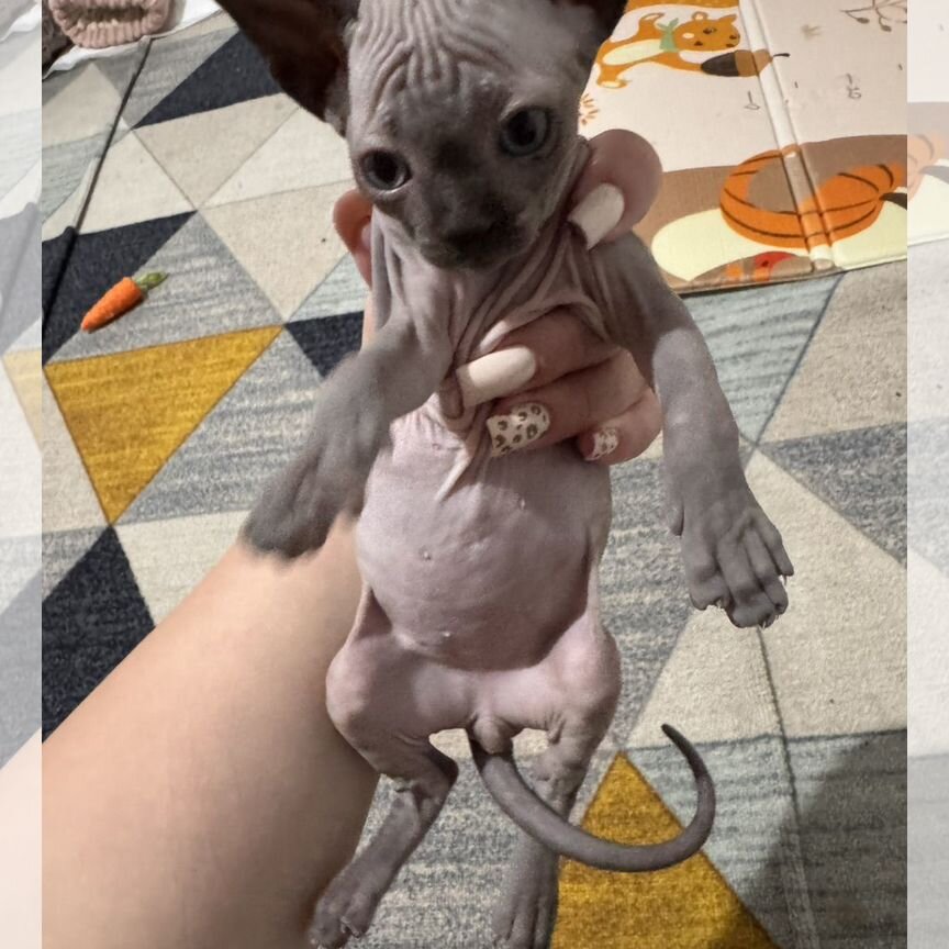 Котята сфинкс