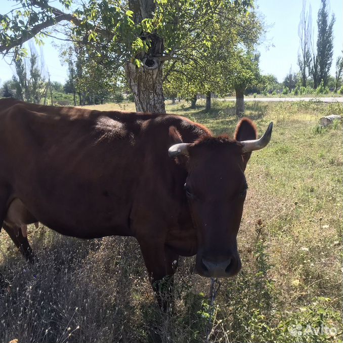 Продам корову
