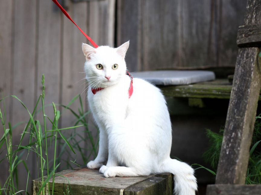 Турецкая ангора