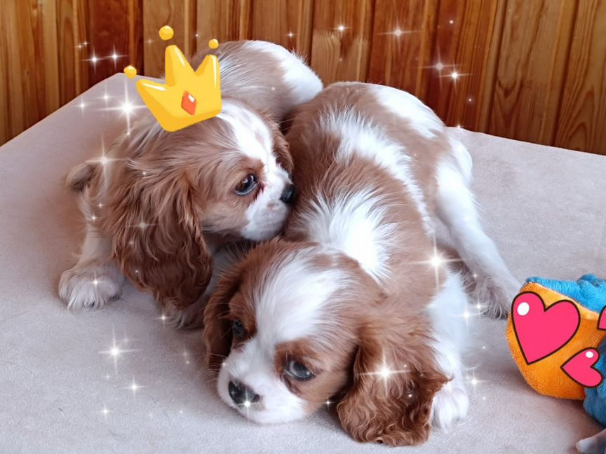 Сладкие кавалерчики