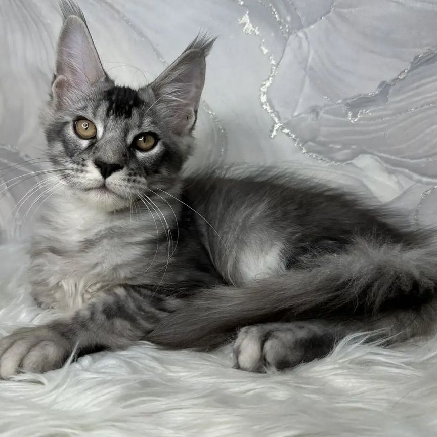 Мейн-кун котёнок