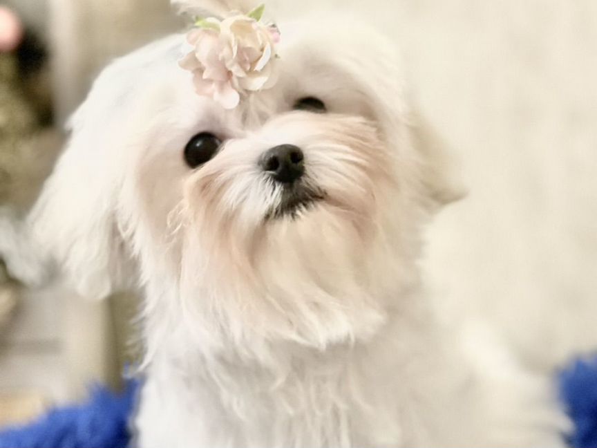 Малышка мальтезе