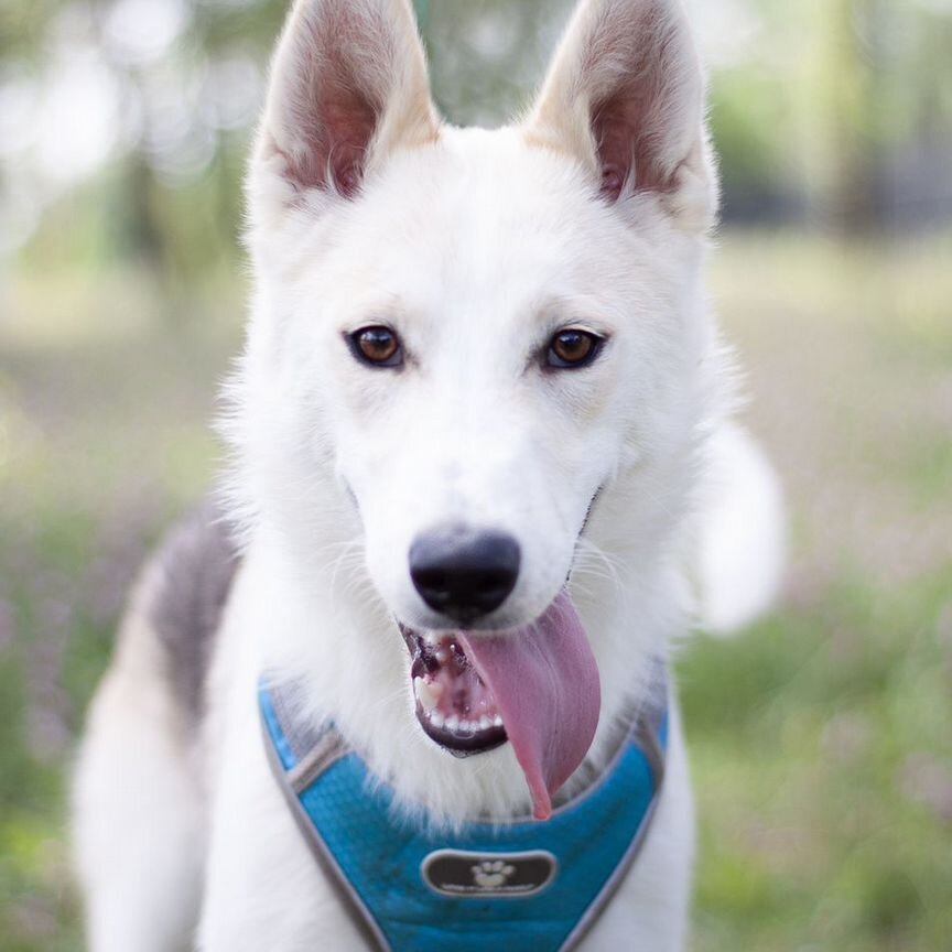 Молодая и энергичная Урса ищет семью