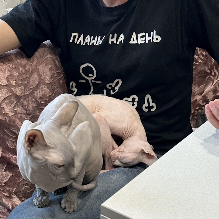 Кошки канадские сфинксы