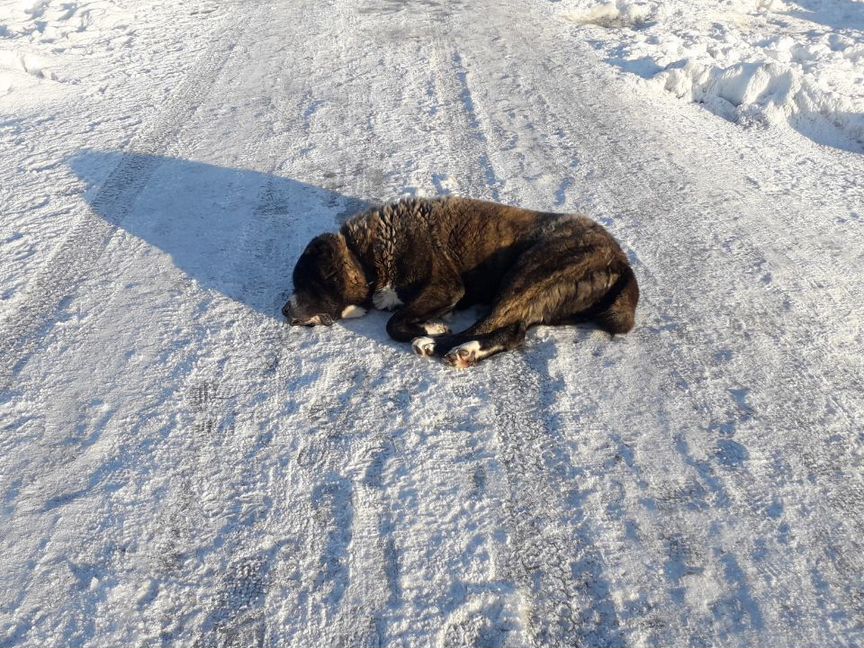 Алабай, сао