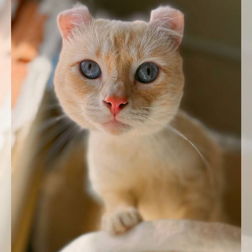 Прекрасный котик ищет добрые руки