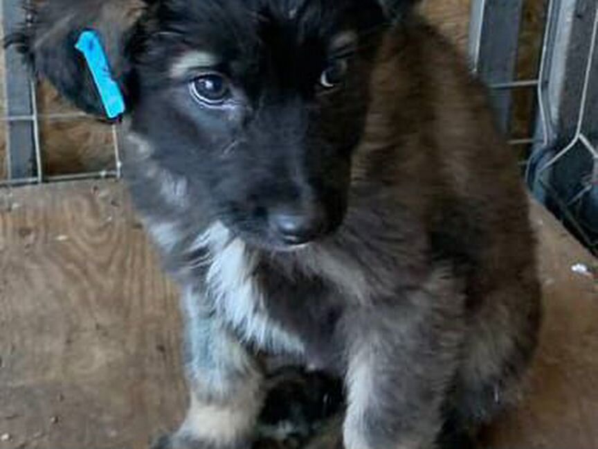 Очень Крупный Щенок в добрые руки