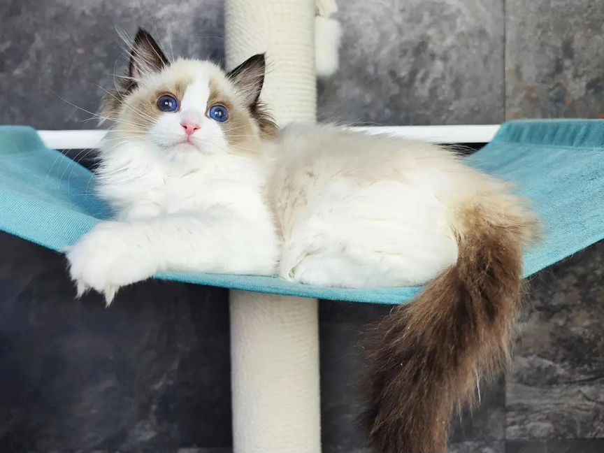 Катрин, рэгдолл с родословной