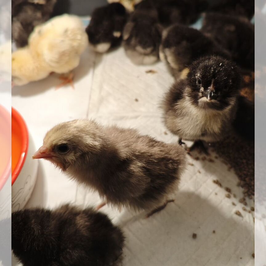 Цыплята микс из цветного яйца