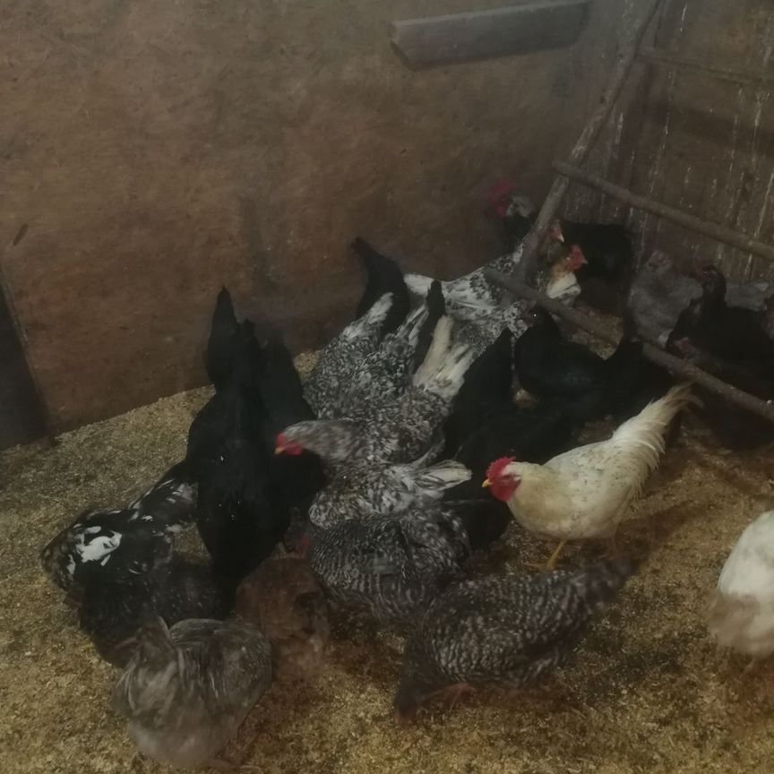 Продам кур молодок