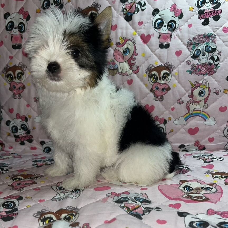 Курносая девчушка