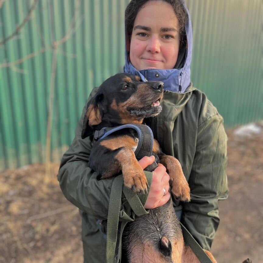 Собака в добрые руки