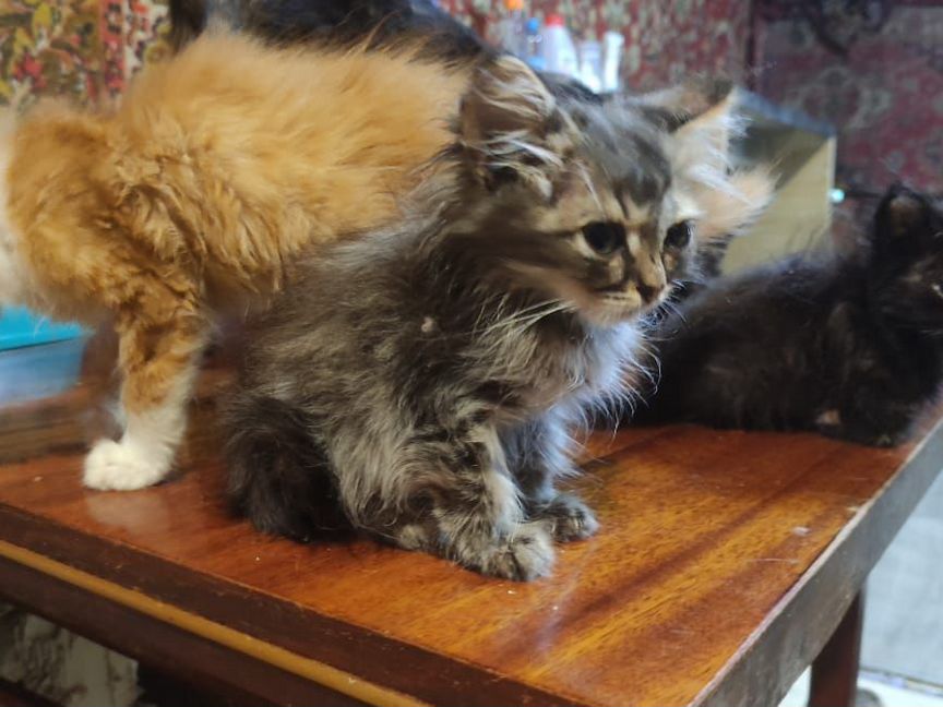 Котята всех расцветок