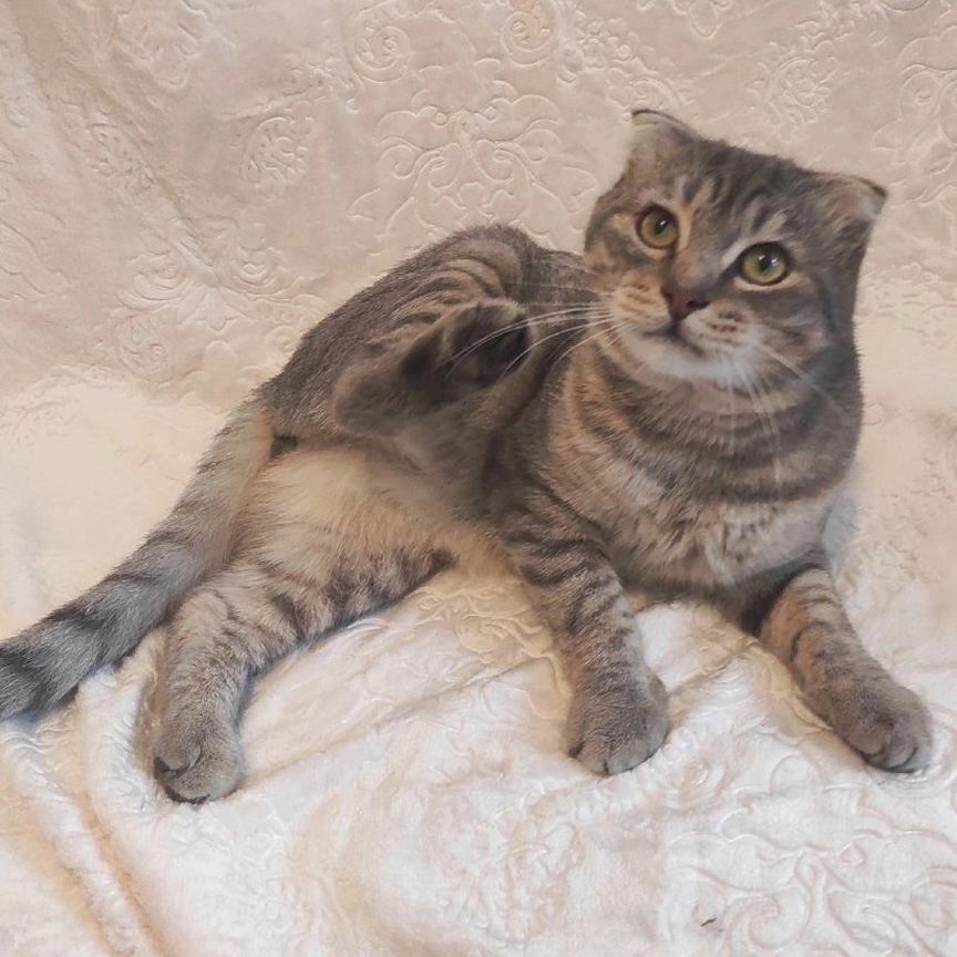 Вислоухий кот Эрик
