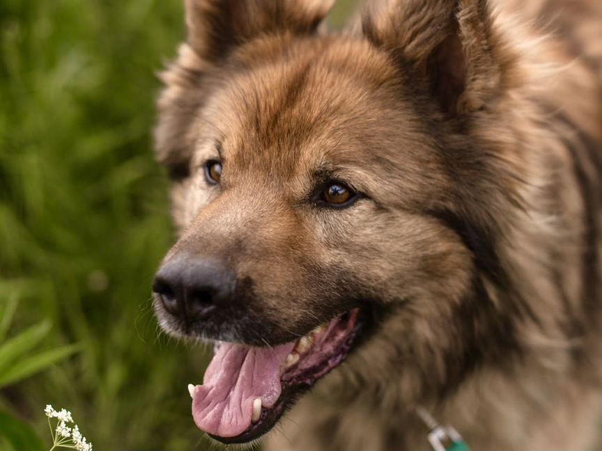 Пес Ральф из приюта в поисках дома