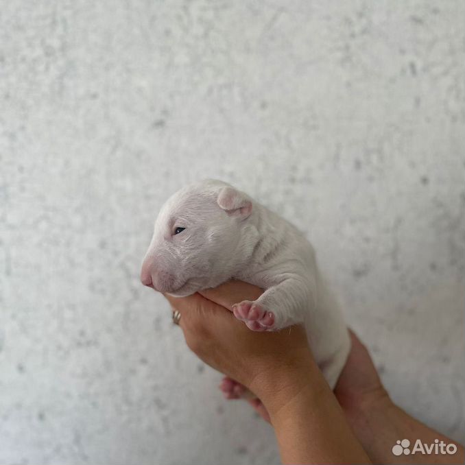 Белый мальчик минибуль