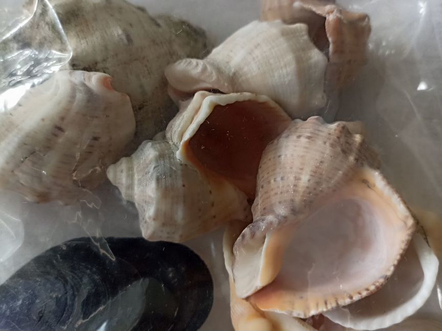 Ракушки морские рукоделие