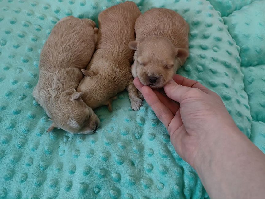 Мальтипу f1 мини