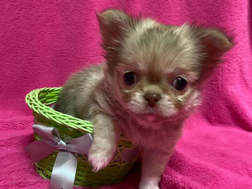 Новогодний супер пупс