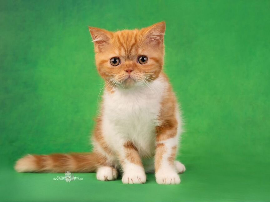 Шотландский котёнок скоттиш страйт
