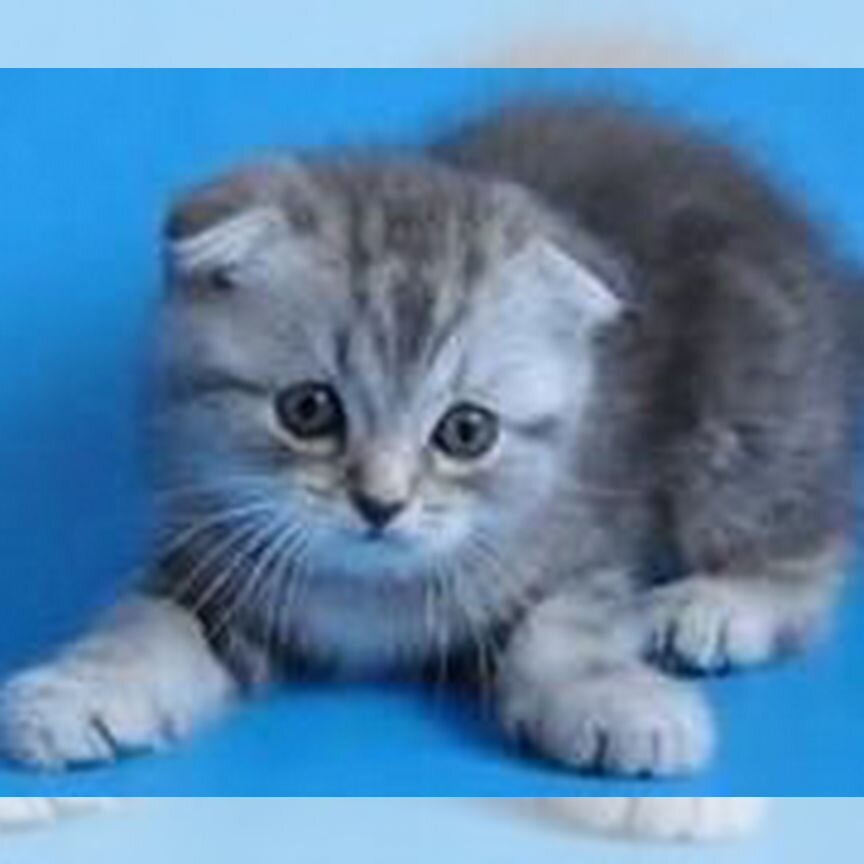 Шотландские котята