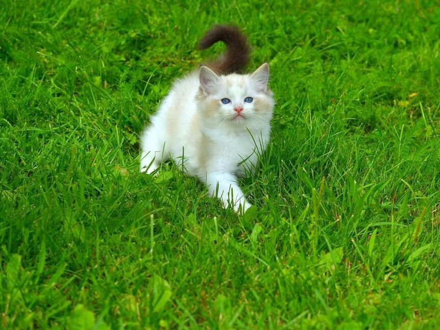 Котята рэгдолл