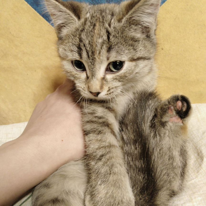 Два котенка в добрые ручки