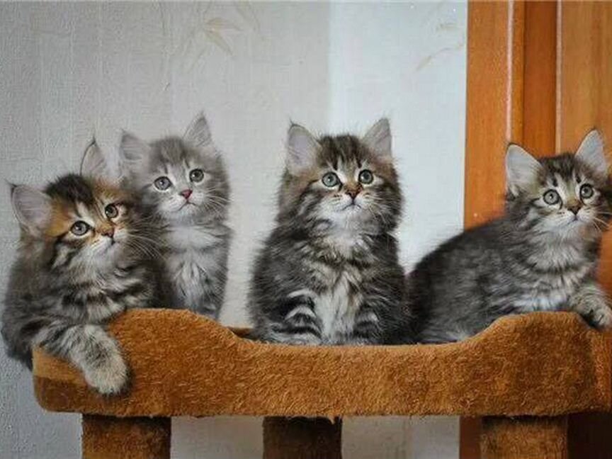 Сибирские котята
