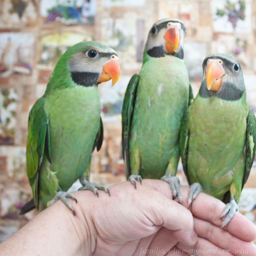 Вьетнамский кольчатый попугай контактный