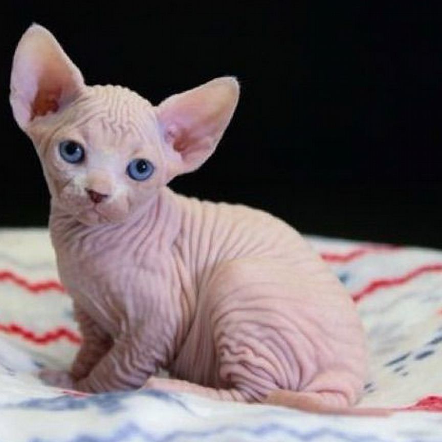 Канадский сфинкс, белый кот, голубые глаза