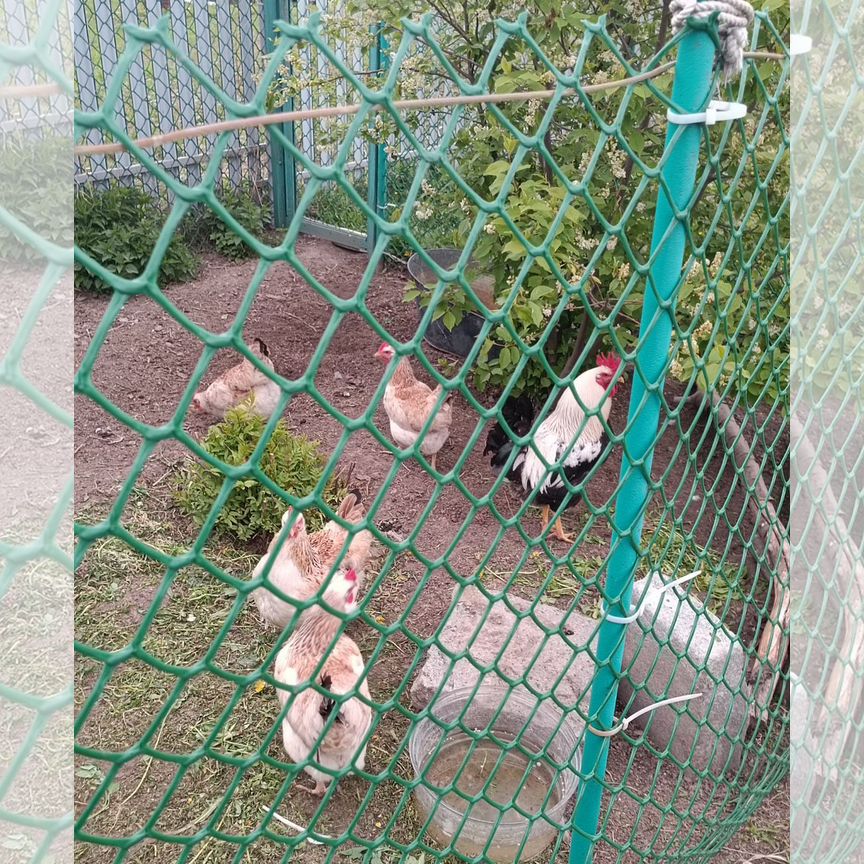 Загорские лососевые куры