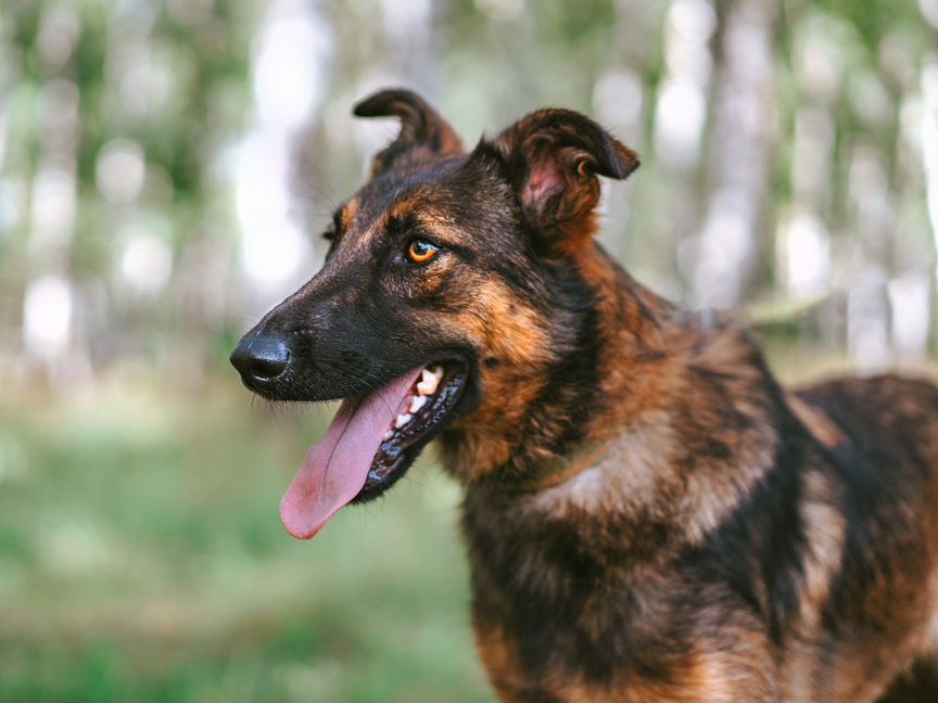 Сладкая Конфетка в добрые руки