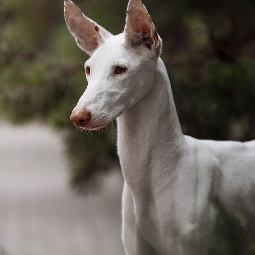 Поденко ибиценко