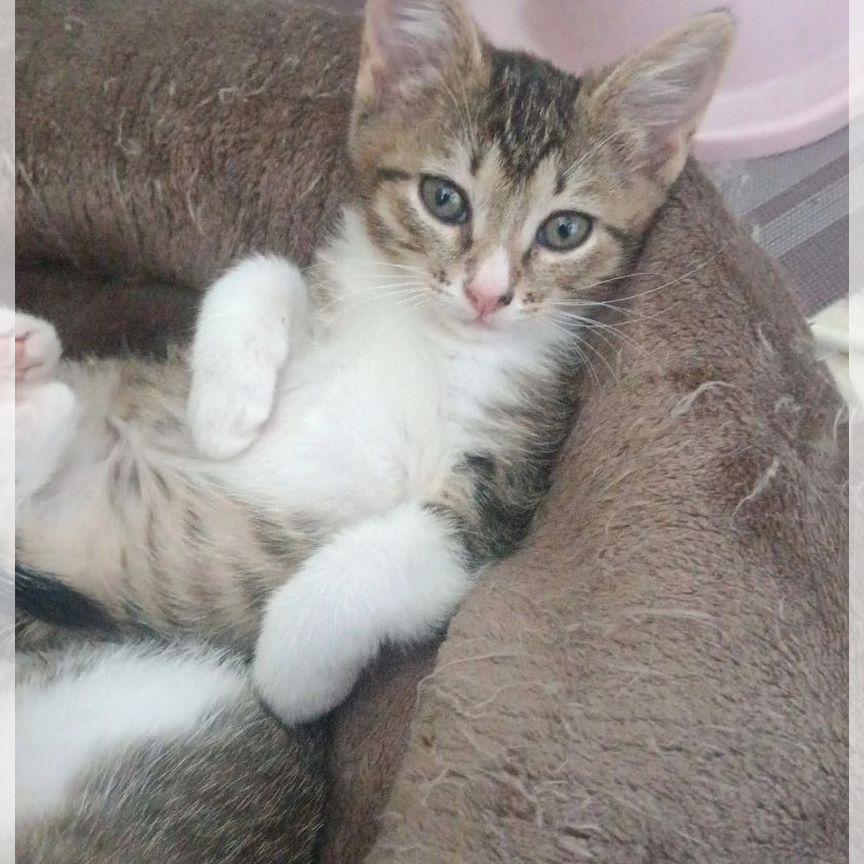 Котёнок в добрые руки