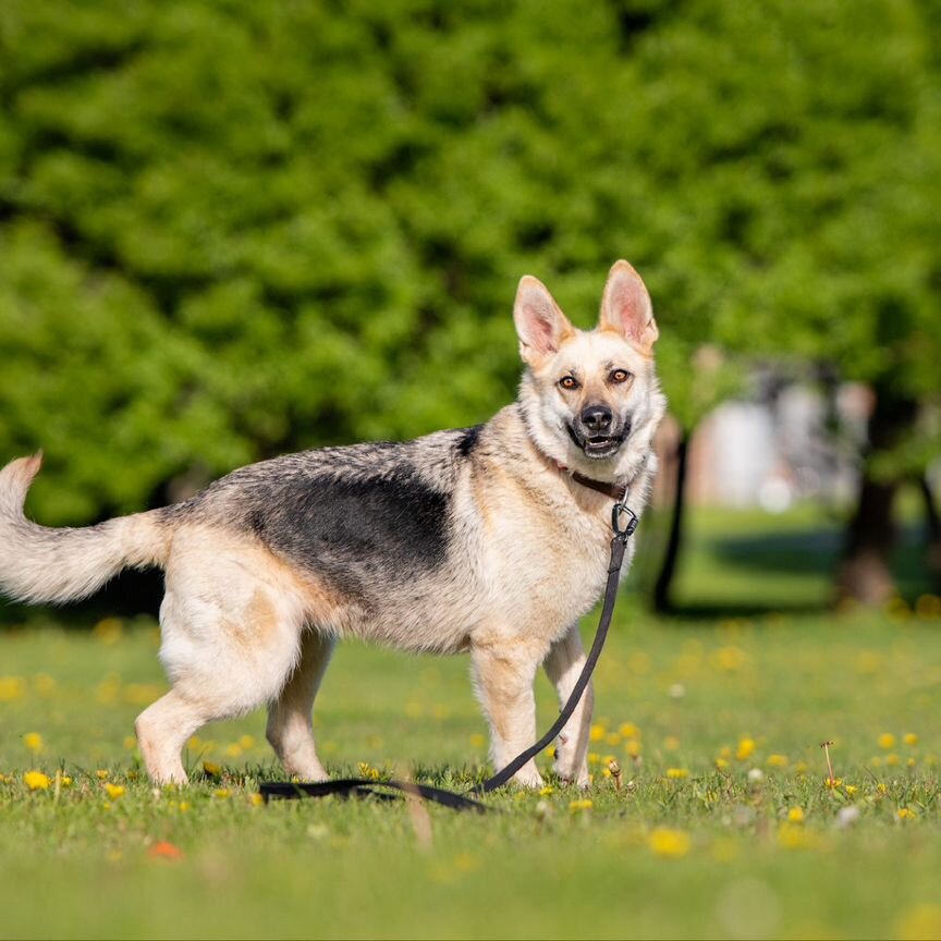 Собака в добрые руки