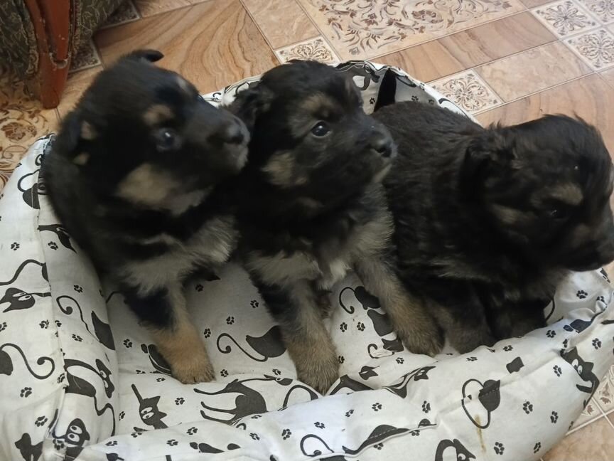 Щенок в добрые руки