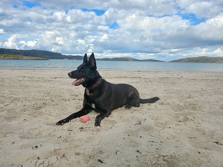 Чистокровная дворянка в добрые руки