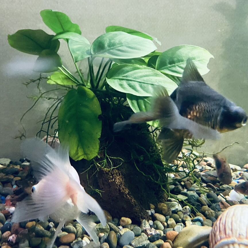 Растения для аквариума