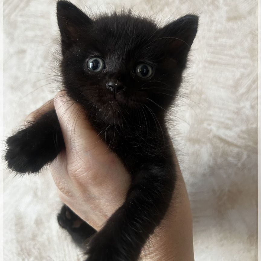 Шотландский вислоухий короткошёрстный котёнок